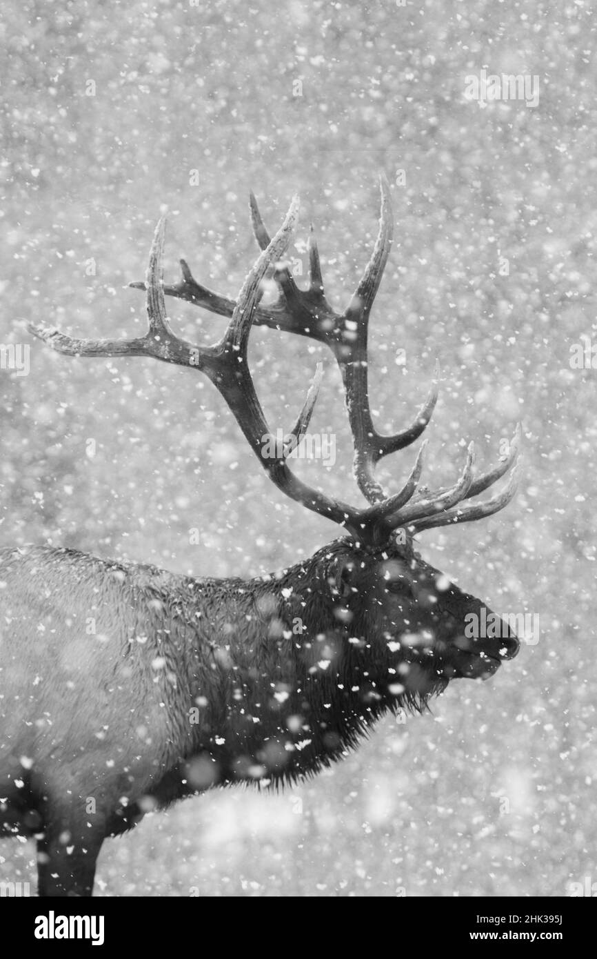 Bull Elk, Autumn Snow Stock Photo - Alamy