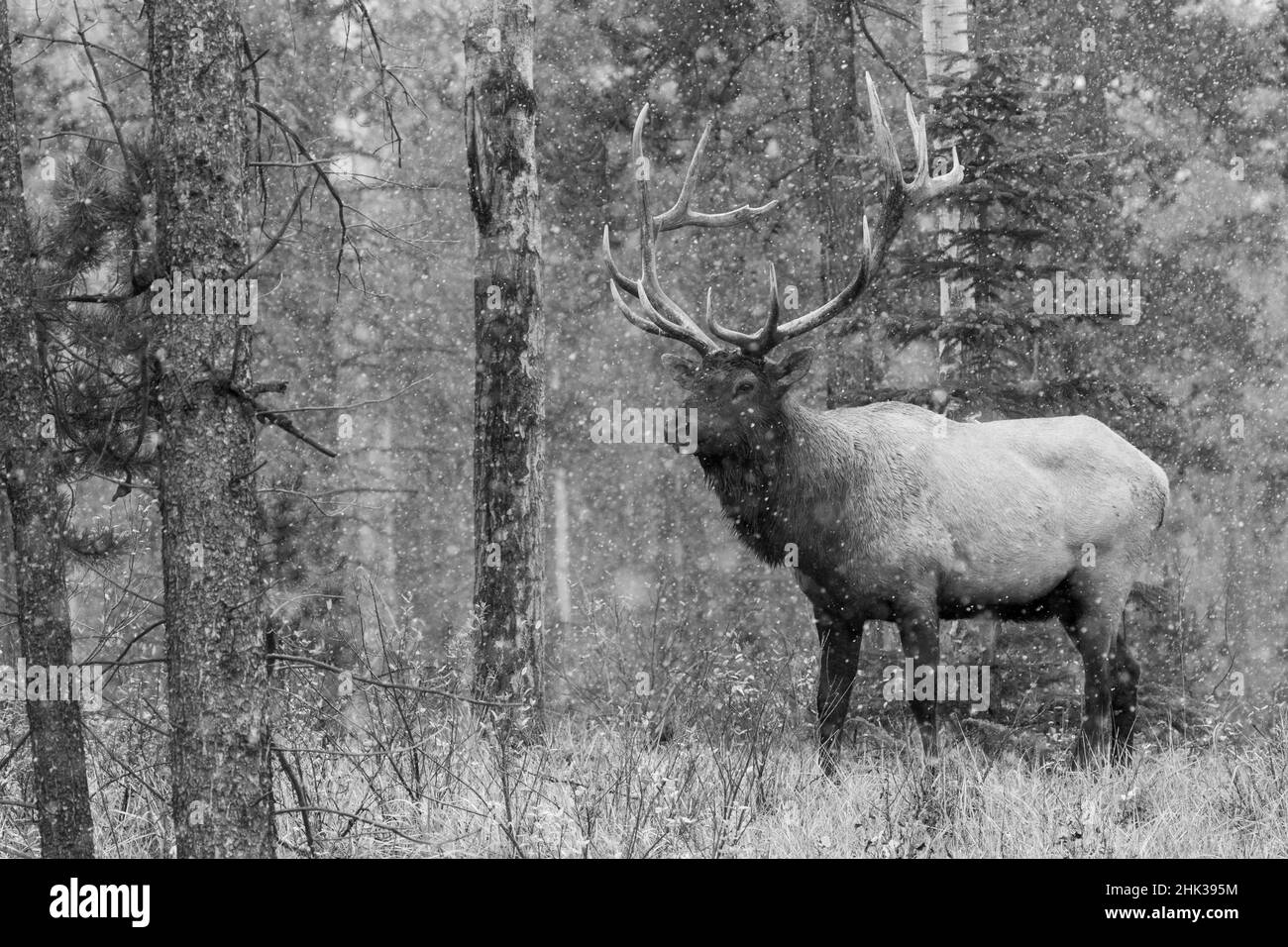 Bull Elk, autumn snow Stock Photo - Alamy