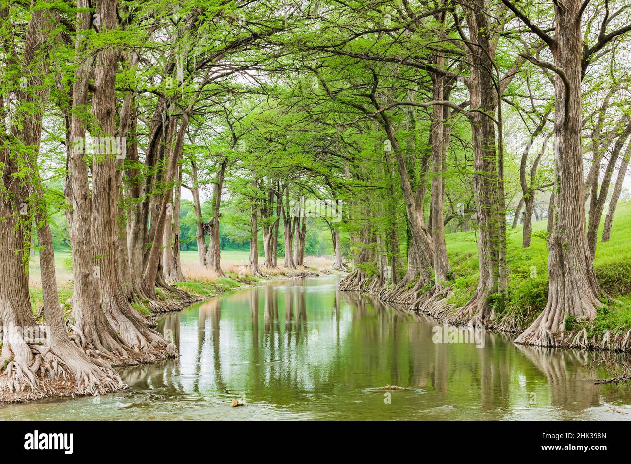 Waring, Texas, USA. Trees along the Guadalupe River in the Texas Hill ...