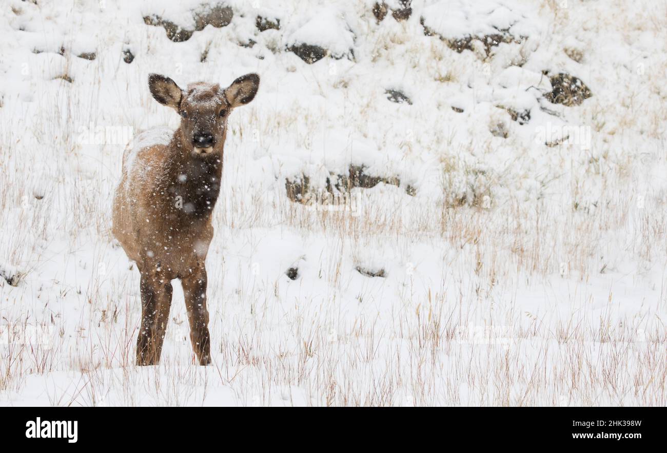 Young Elk, autumn snow storm Stock Photo - Alamy