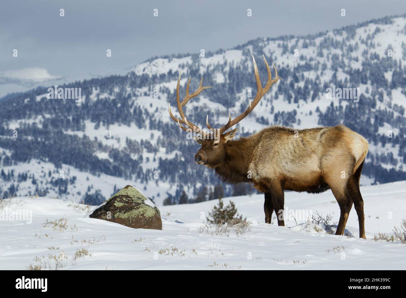 Bull Elk, Winter in the Rockies Stock Photo - Alamy