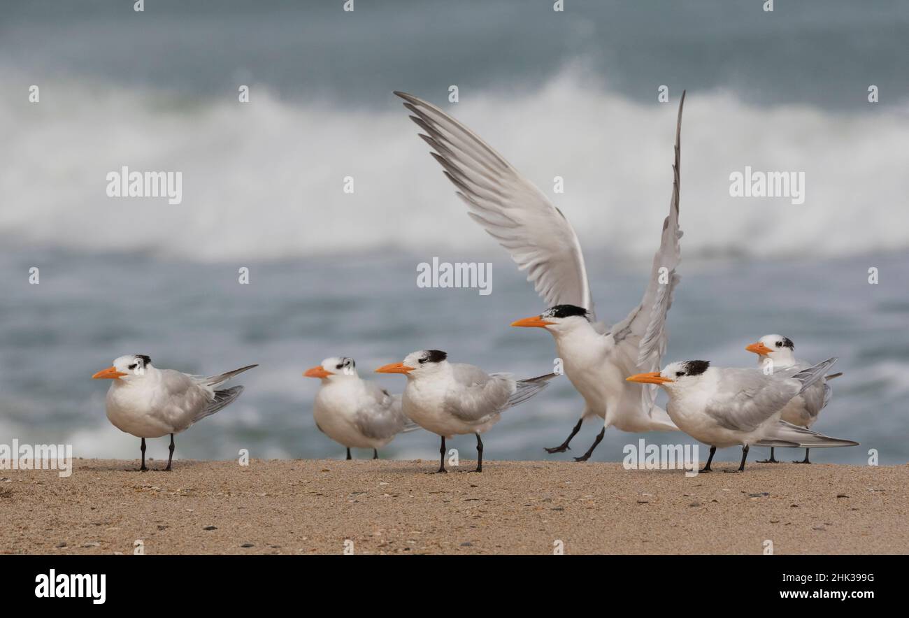 Royal Tern Alighting with Flock Stock Photo - Alamy