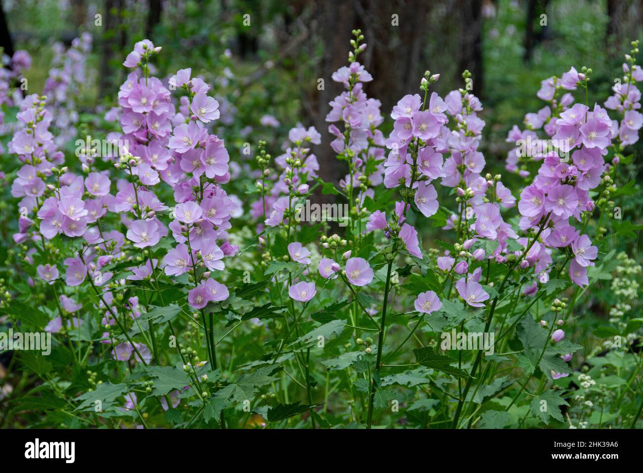 USA, Utah. Mountain Globemallow ,Uinta-Wasatch-Cache National Forest ...