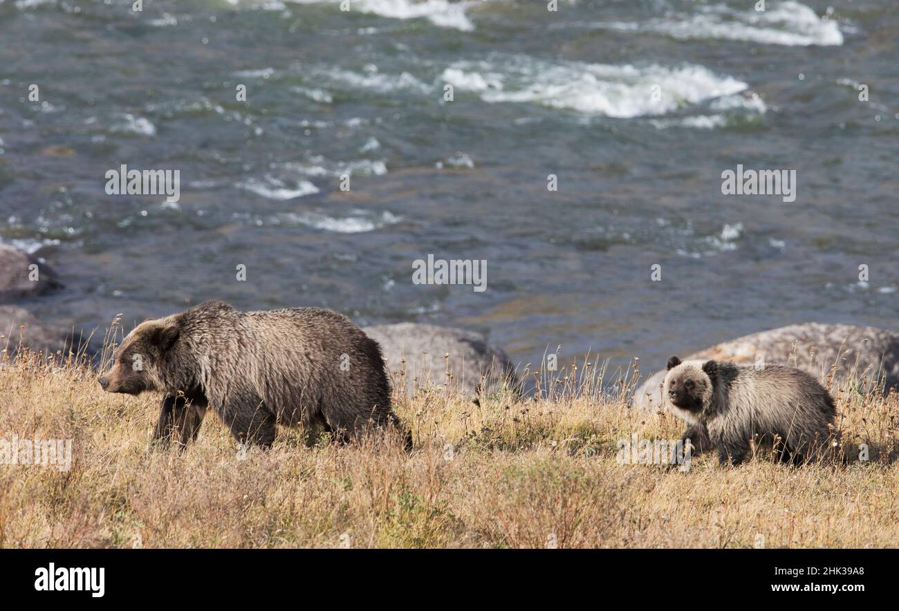 Grizzly Bear Sow with Cub Stock Photo - Alamy