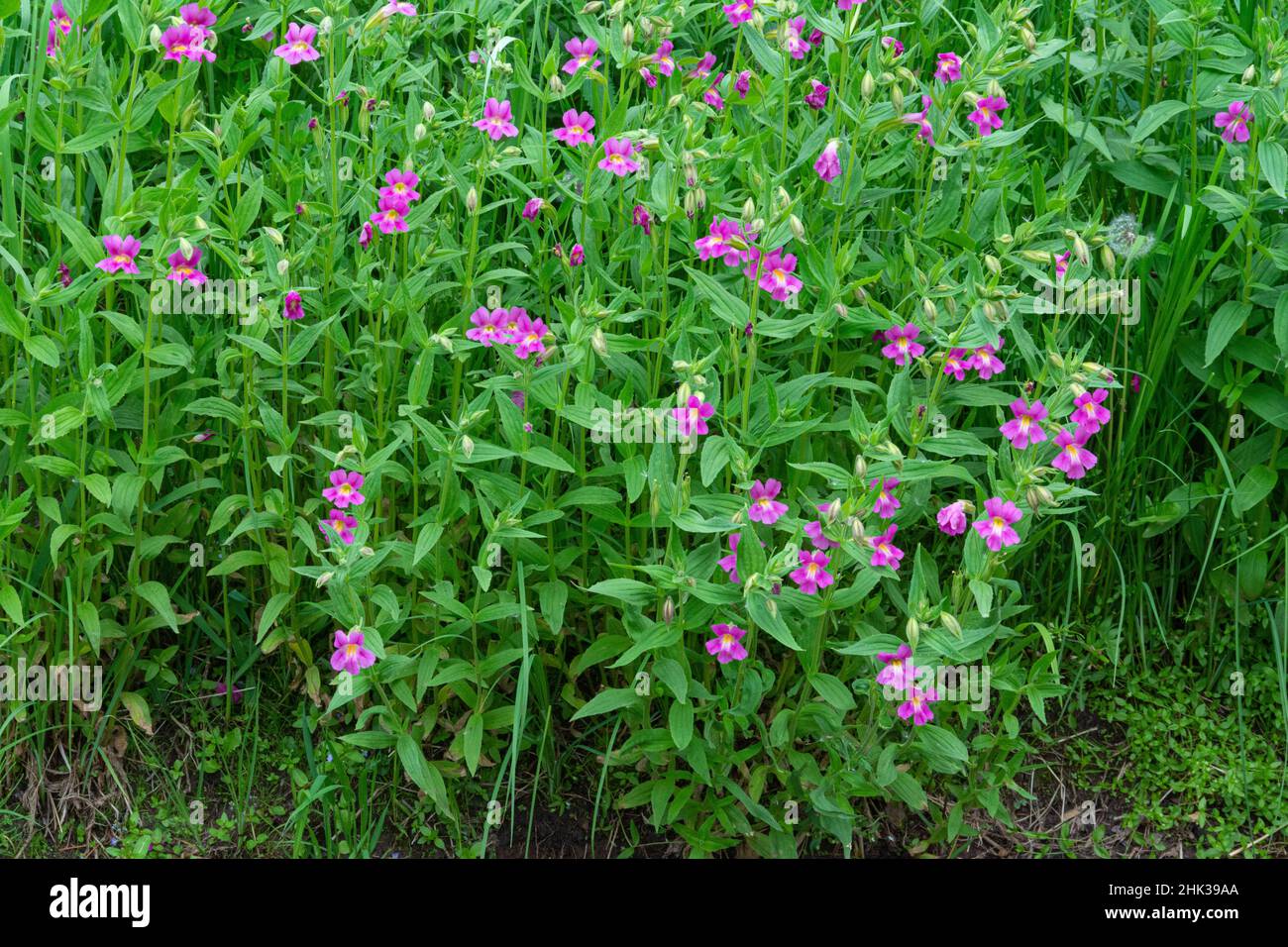 Uinta wasatch cache national forest hi-res stock photography and images ...