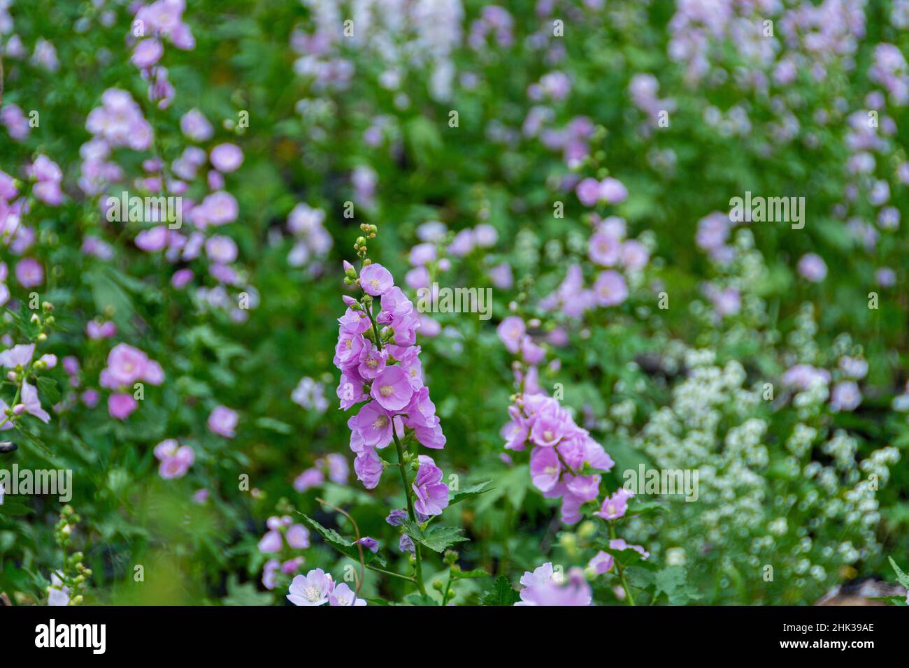 Uinta wasatch cache national forest hi-res stock photography and images ...