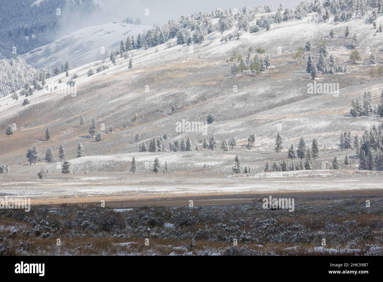 Black phase gray wolf hi-res stock photography and images - Alamy