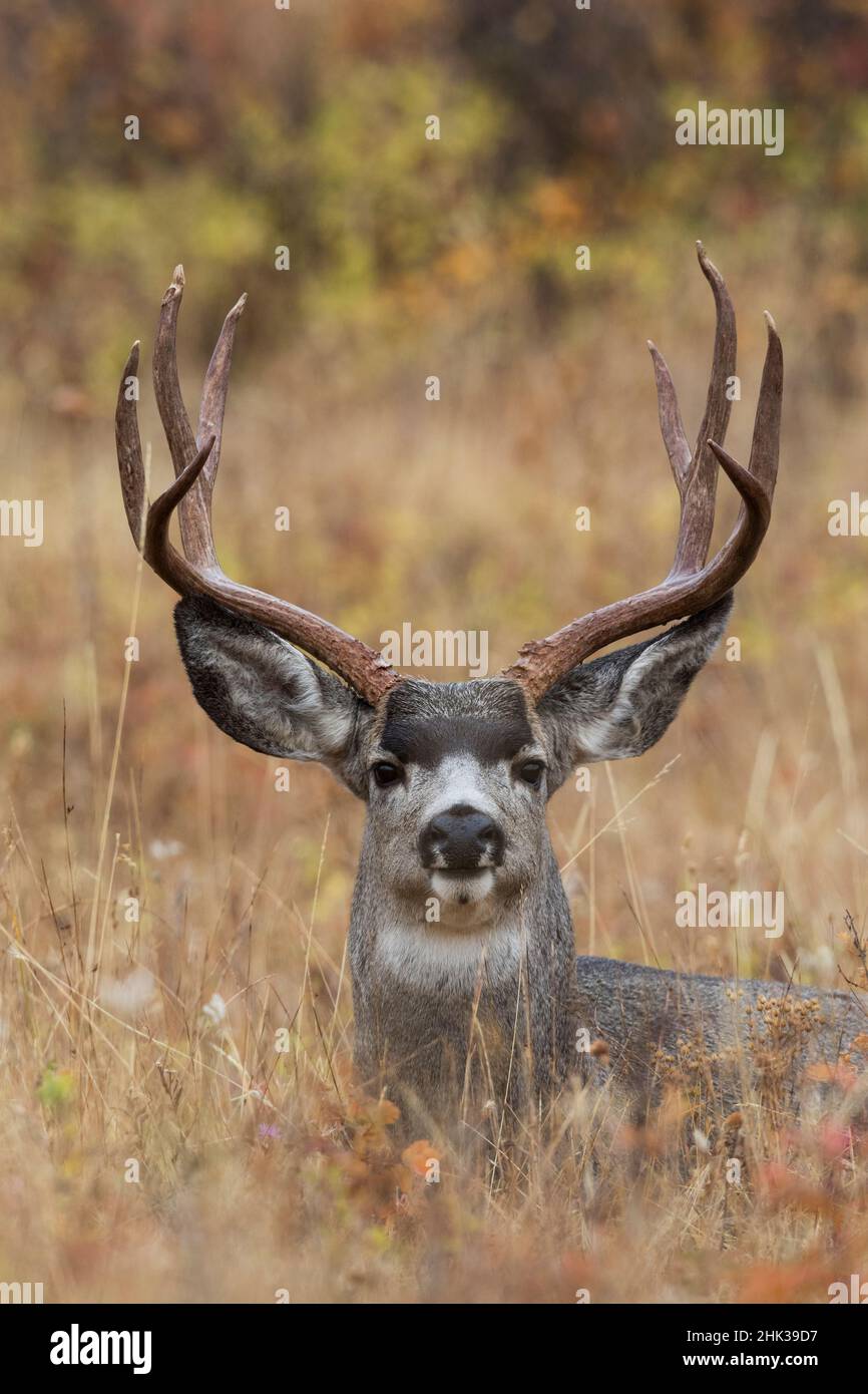 Mule Deer Buck Stock Photo - Alamy