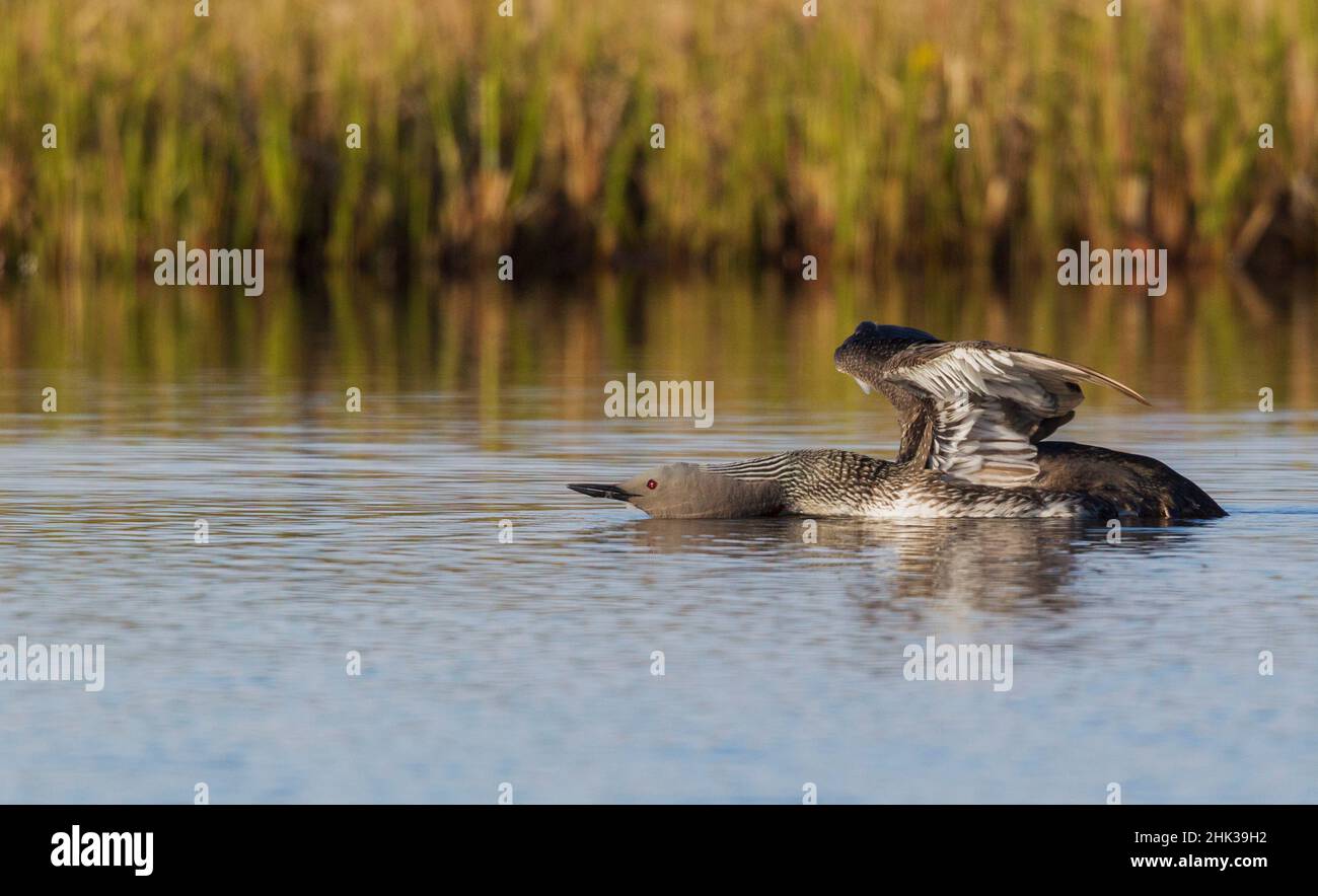 Red-throated Loon Stretching Stock Photo - Alamy
