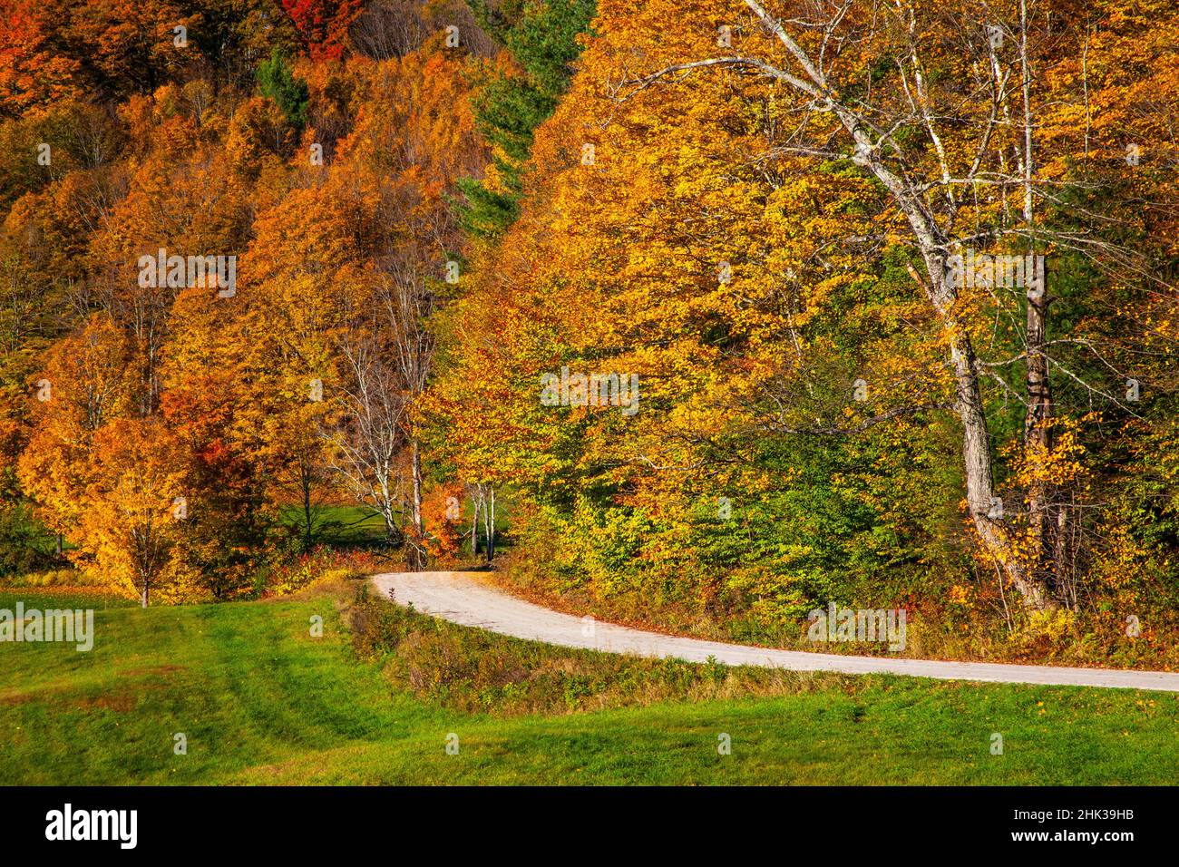 USA, New England, Vermont, curved dirt road and sugar maple trees in ...