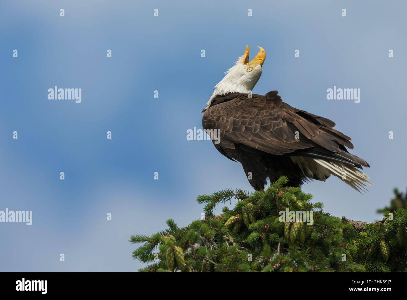 Bald eagle calling Stock Photo - Alamy