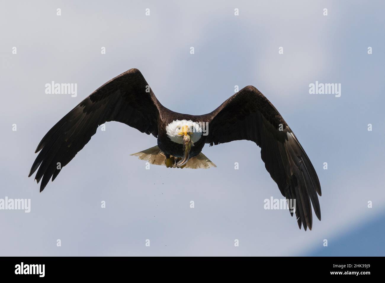 Bald eagle with snack Stock Photo - Alamy