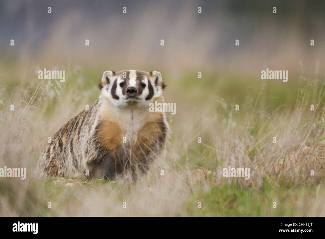 American badger camera hi-res stock photography and images - Alamy