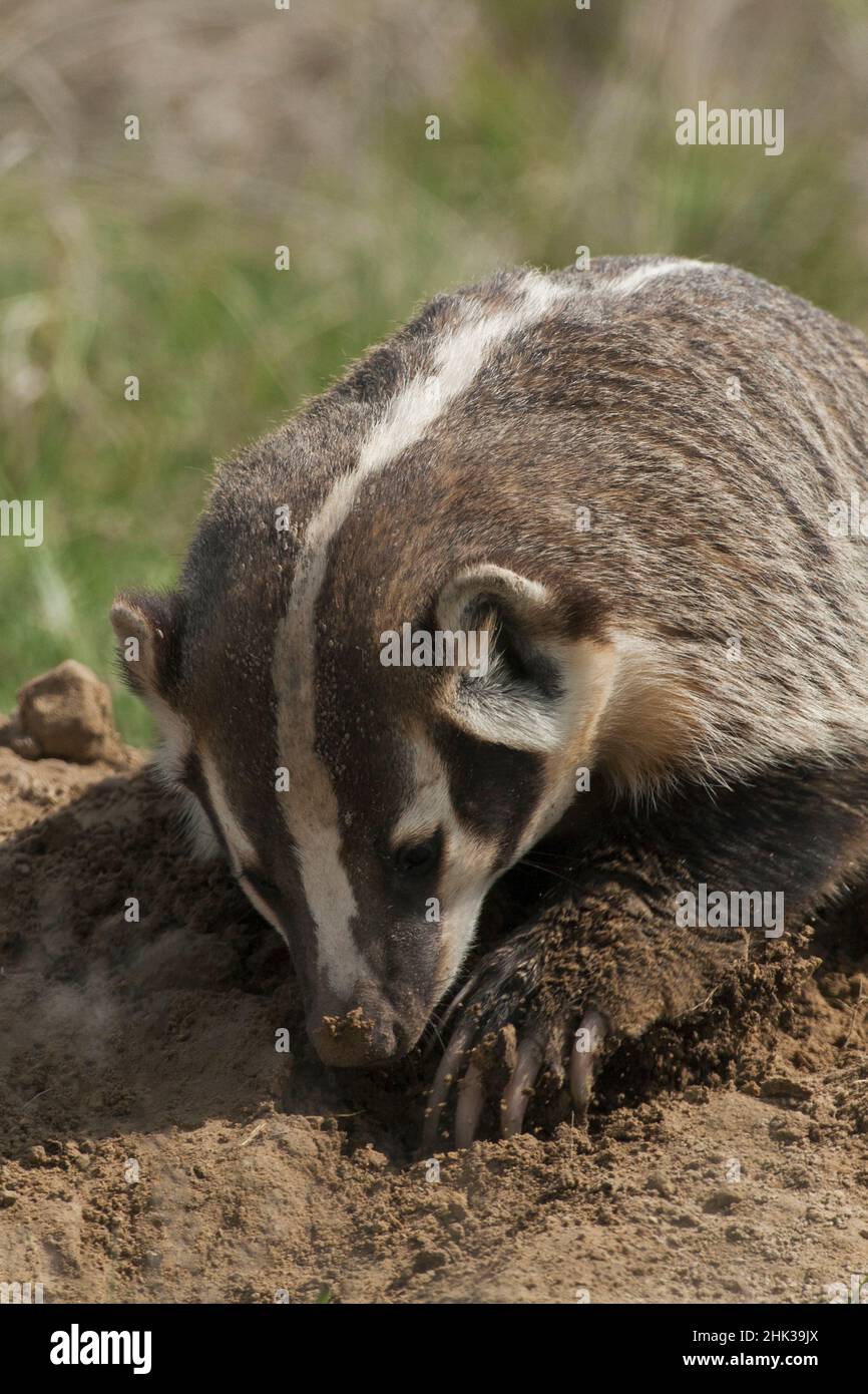 American badger excavating den site Stock Photo - Alamy