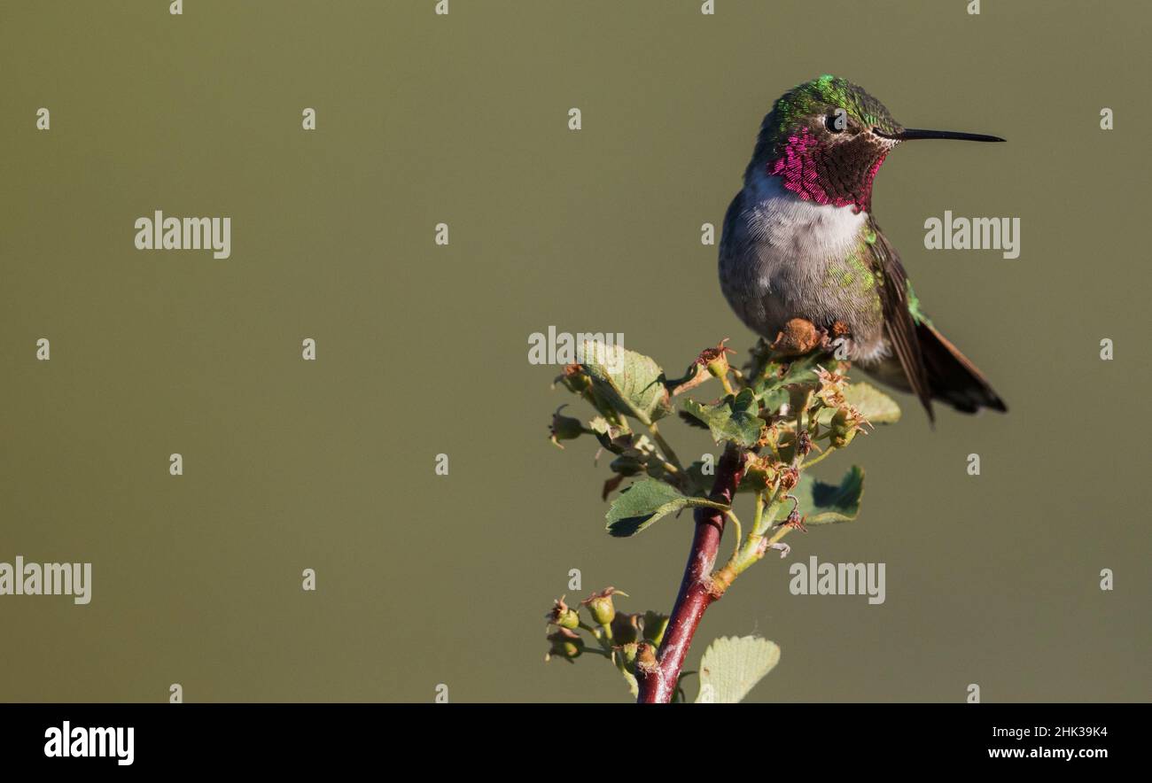 Broad-tailed hummingbird (male Stock Photo - Alamy