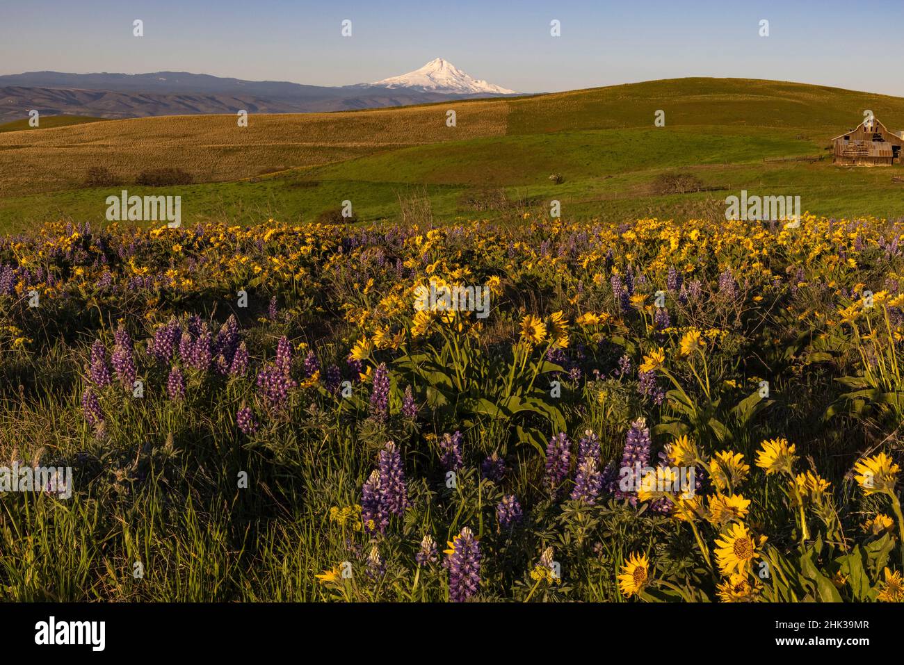 Spring wildflowers in full bloom on Dalles Mountain in Columbia Hills ...