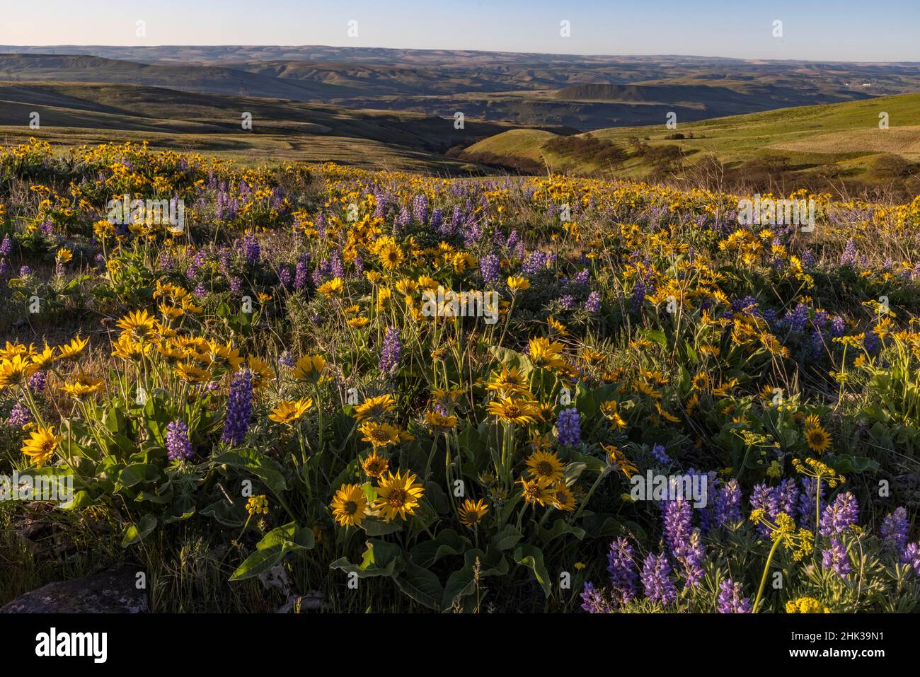 Spring wildflowers in full bloom on Dalles Mountain in Columbia Hills ...