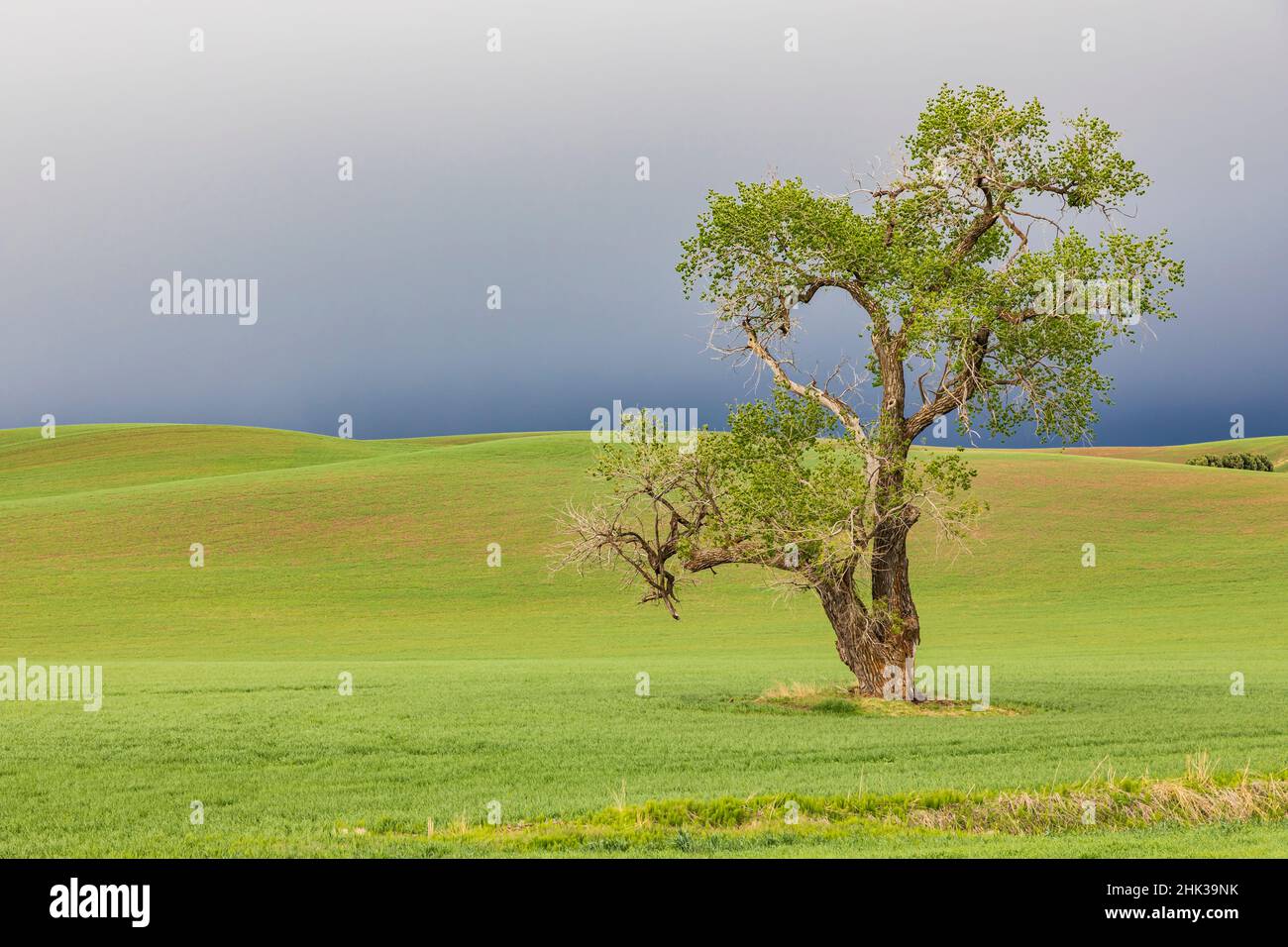 Steptoe, Washington State, USA. Cottonwood tree in wheat field under ...