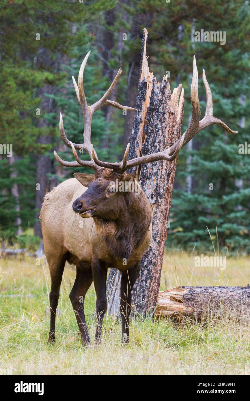 Angry bull elk Stock Photo - Alamy