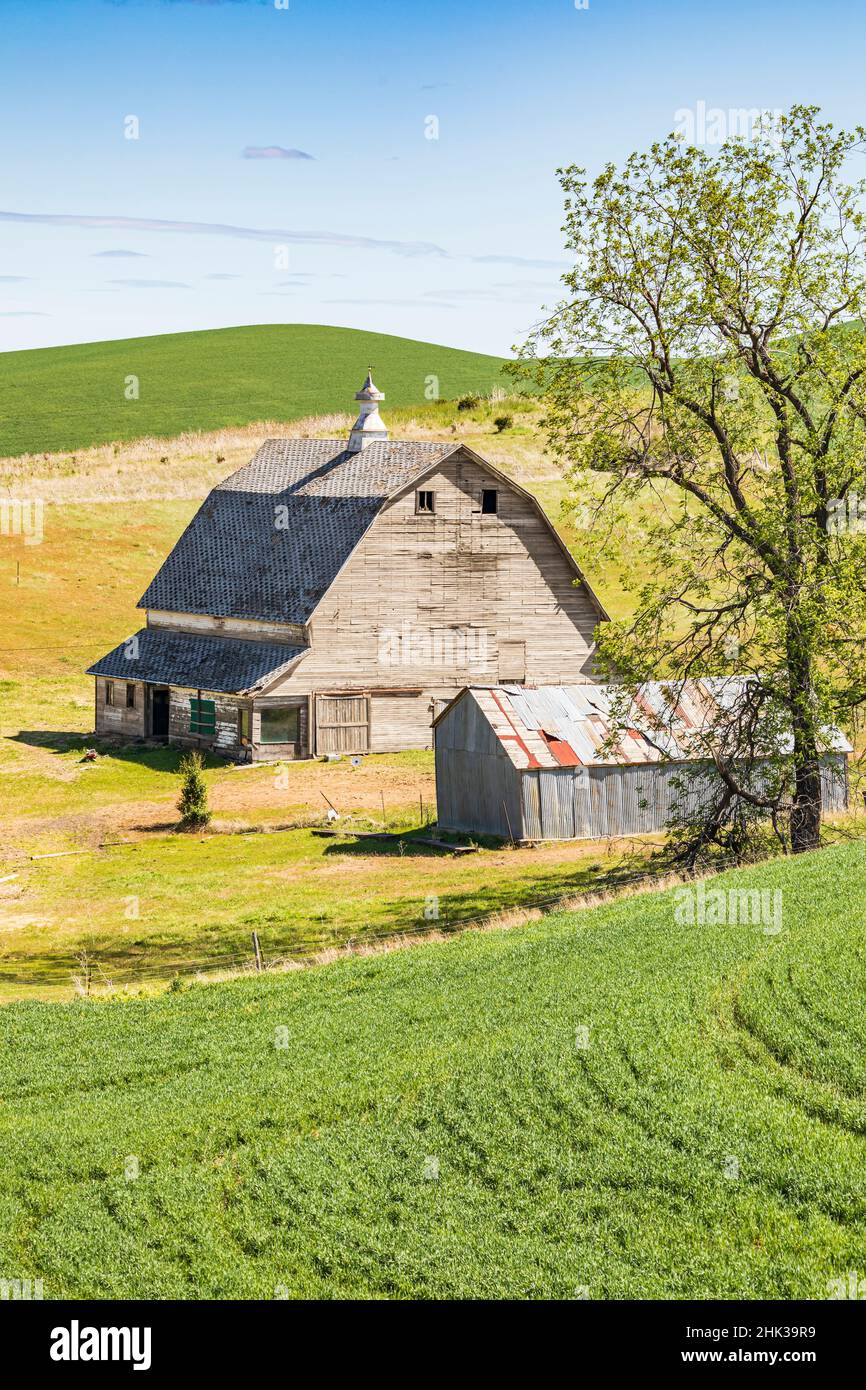 Colfax, Washington State, USA. Gray weathered barn on a farm in the ...