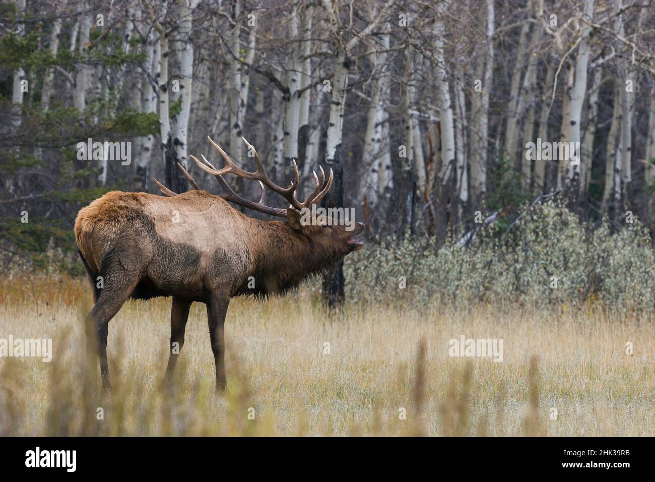 Bull elk flehmen response Stock Photo - Alamy