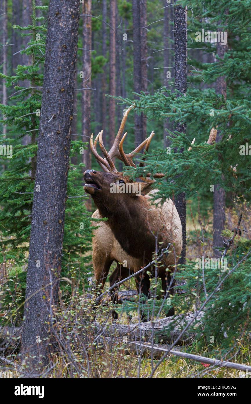 Bull elk, flehmen response Stock Photo - Alamy