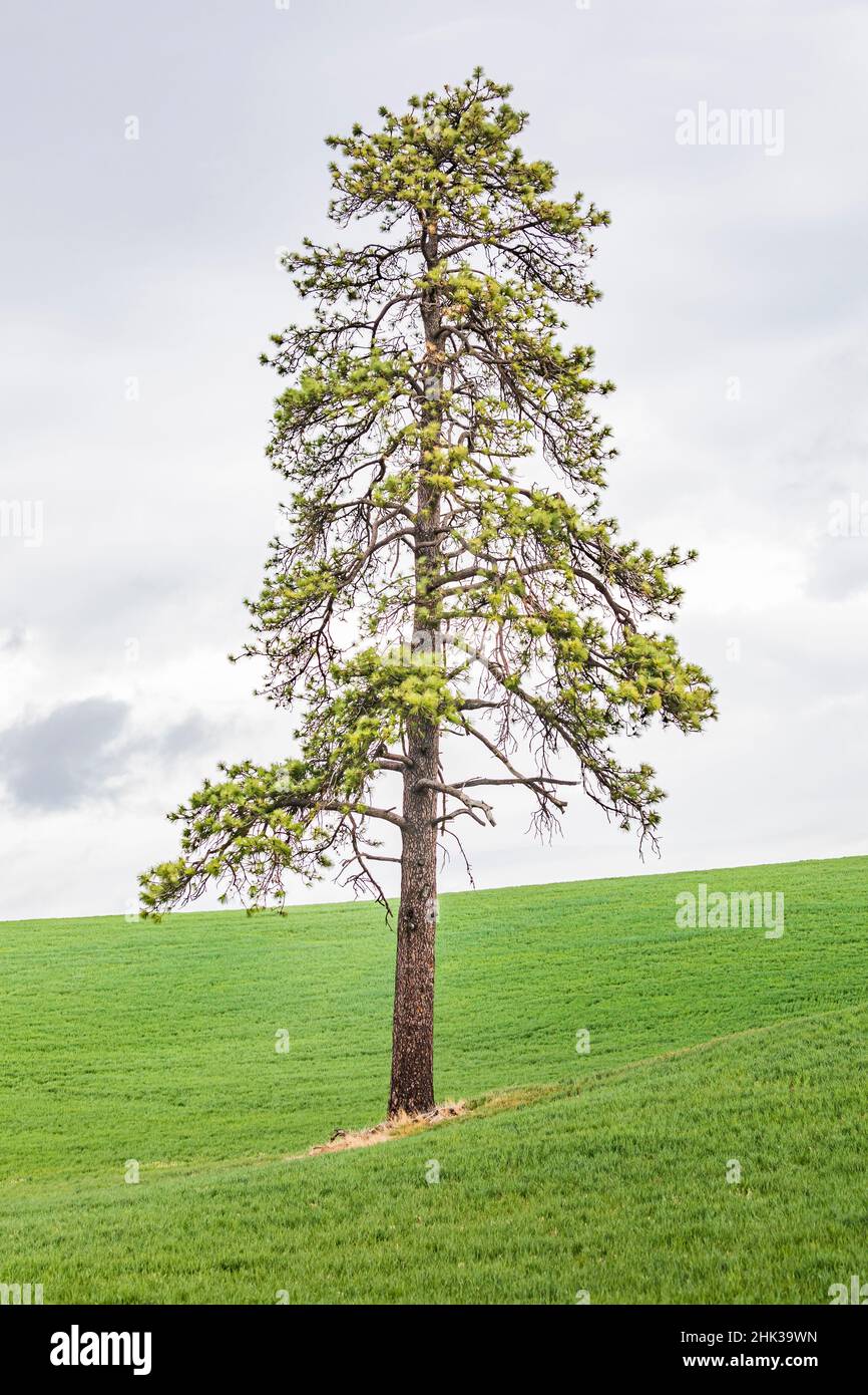 Palouse, Washington State, USA. Ponderosa pine in wheat field in the ...