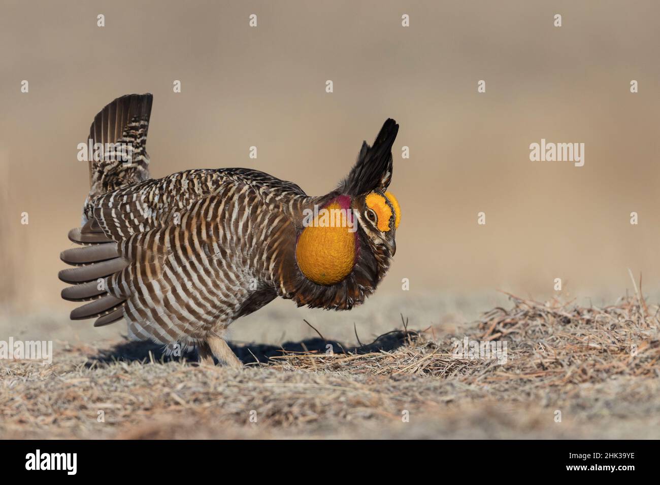 Greater prairie chicken, courtship display Stock Photo - Alamy
