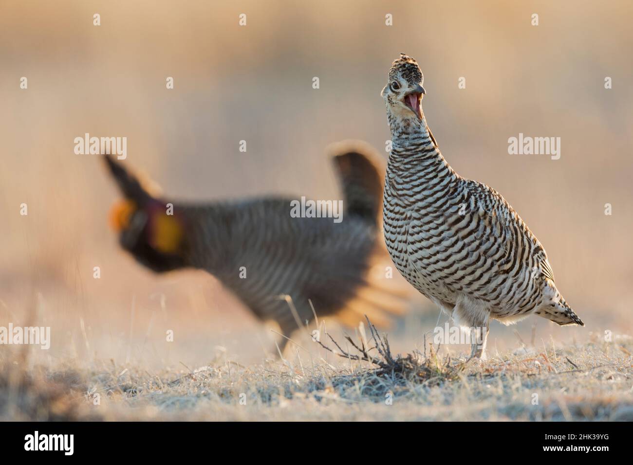 Greater prairie chickens, hen calling Stock Photo - Alamy