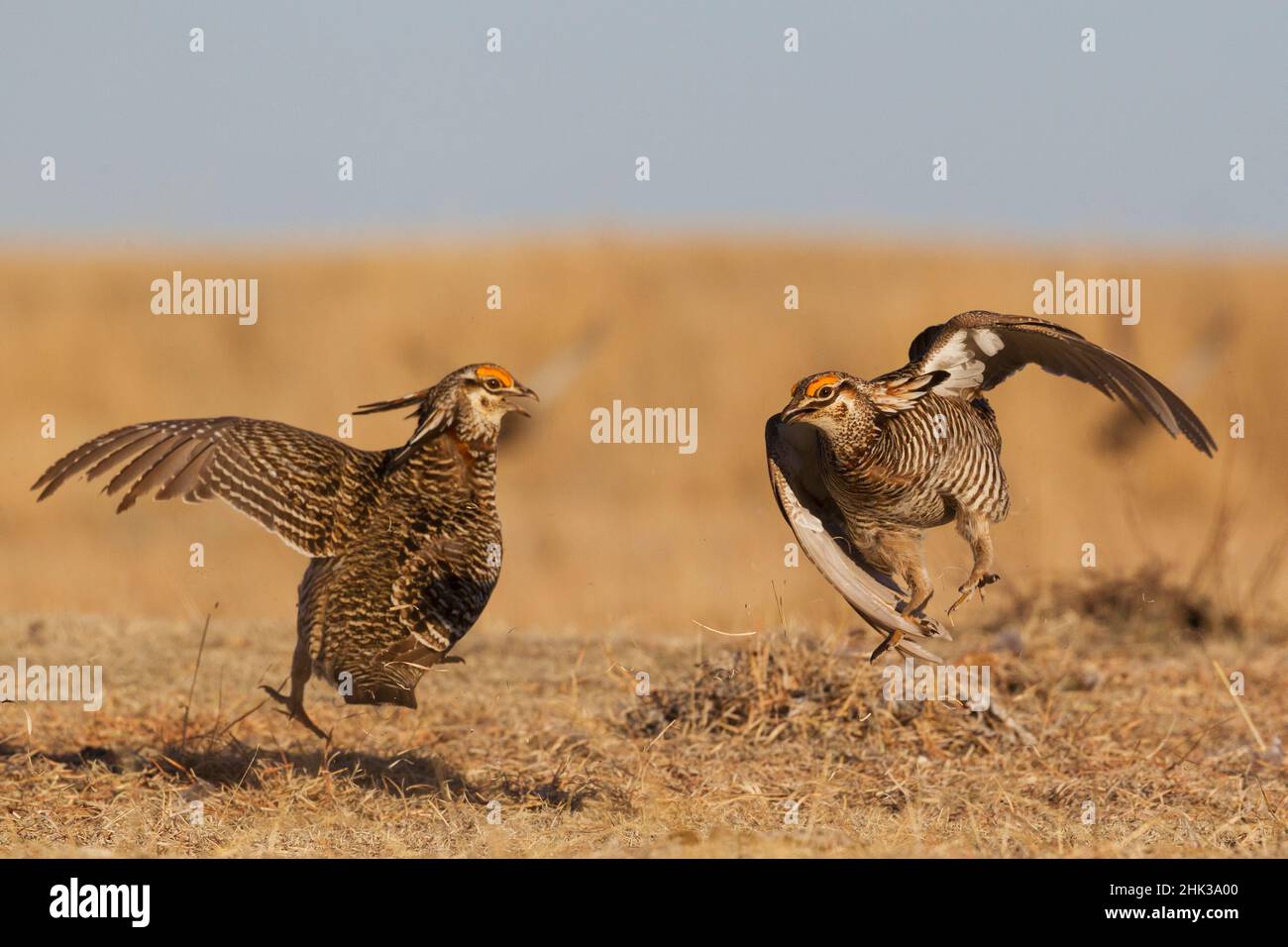 Greater prairie chickens, territorial battle Stock Photo - Alamy