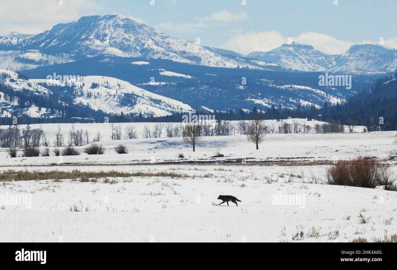 Gray wolf crossing Lamar Valley Stock Photo - Alamy