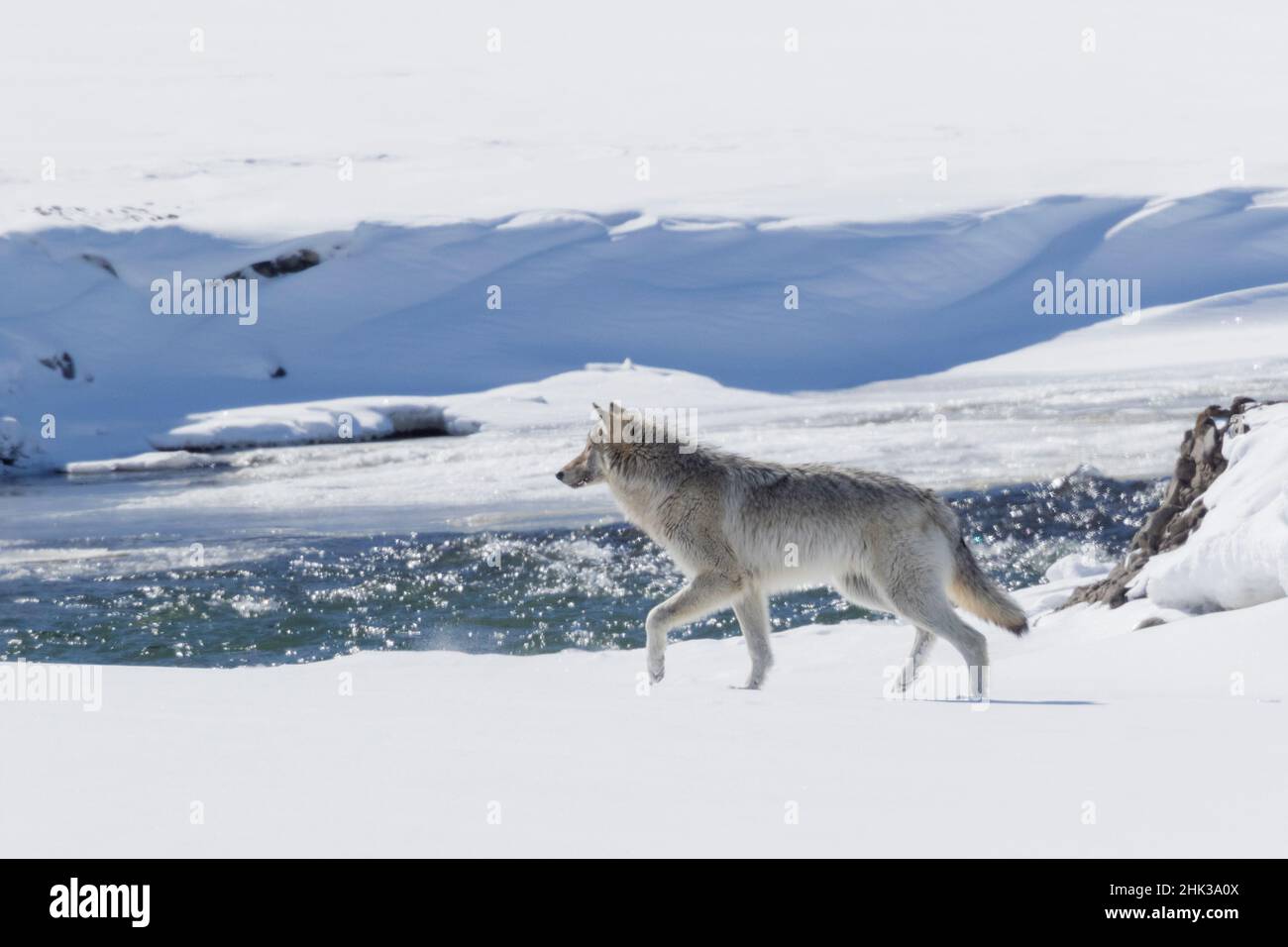 Gray wolf looking Stock Photo - Alamy