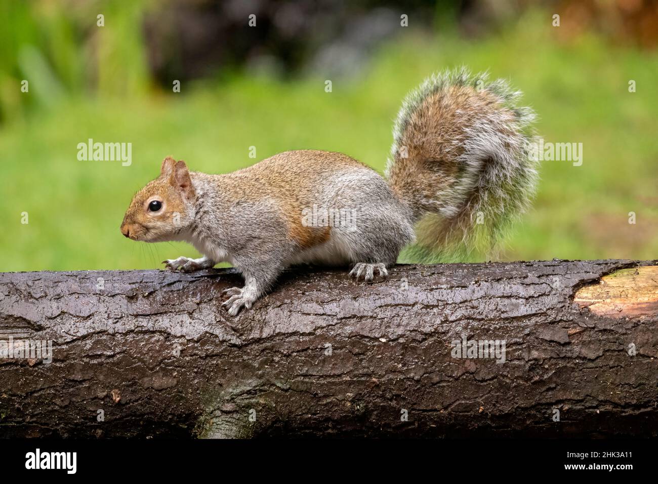 Western gray squirrel hi-res stock photography and images - Alamy