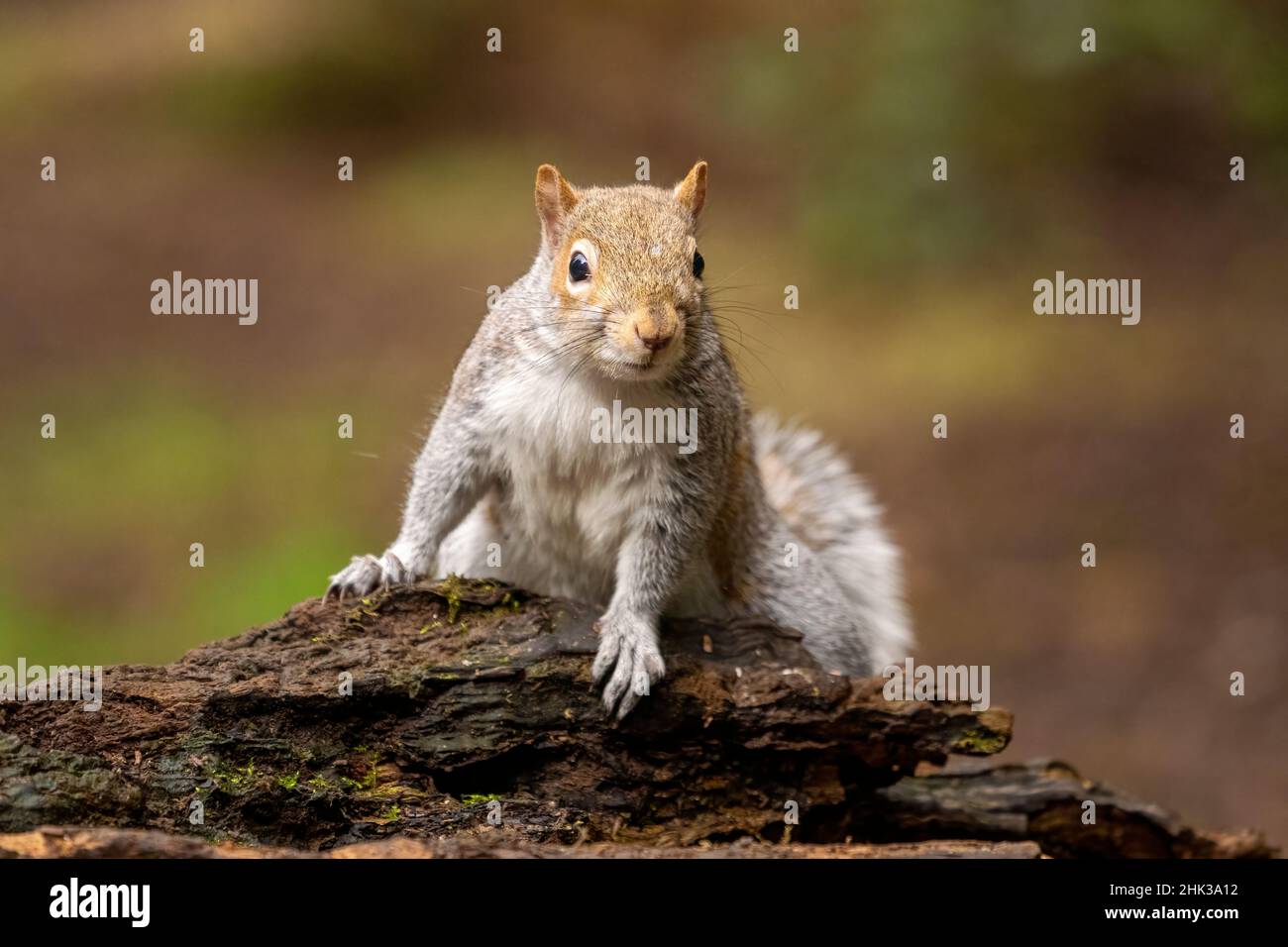 Issaquah, Washington State, USA. Western Gray Squirrel standing on a ...