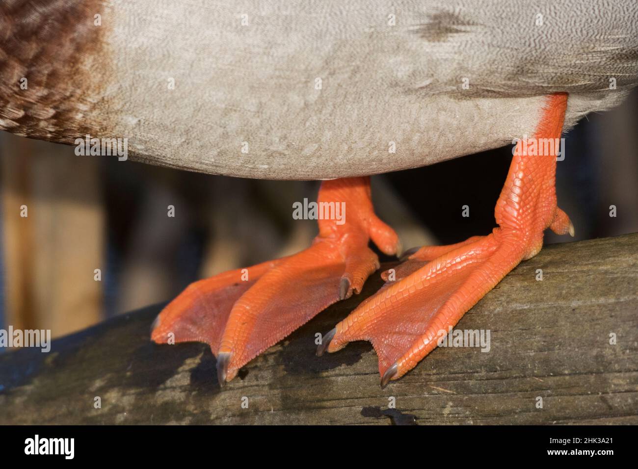 Duck feet hi-res stock photography and images - Alamy