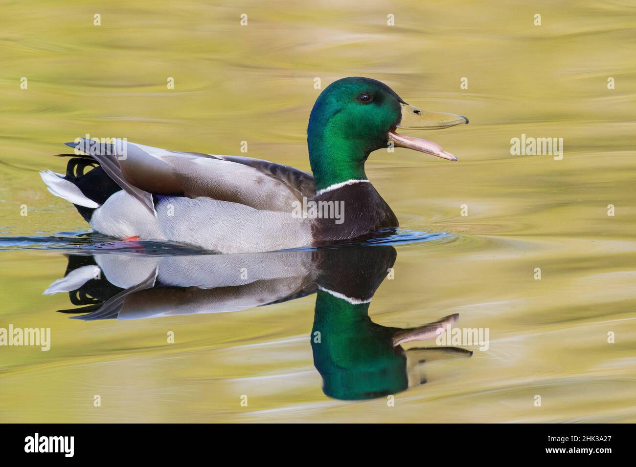 Mallard drake quacking Stock Photo - Alamy