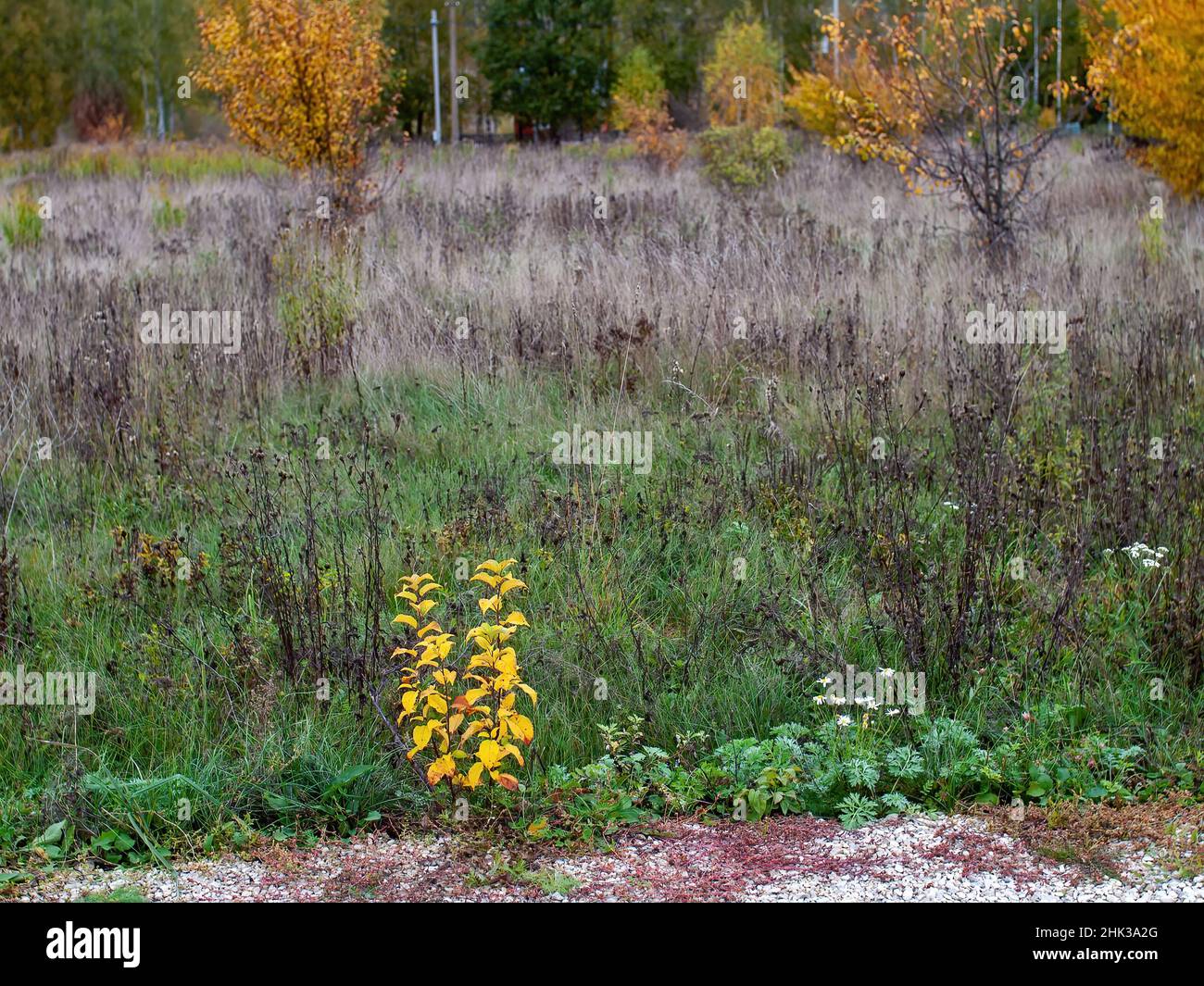 Autumn gloomy landscape on hi-res stock photography and images - Alamy
