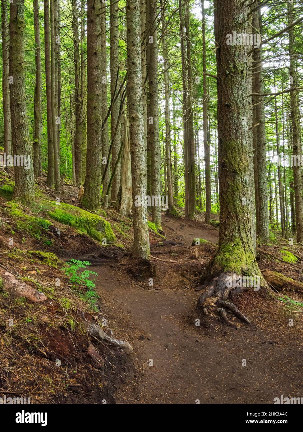 Washington State, Central Cascades, Dirty Harry's Peak Trail Stock ...