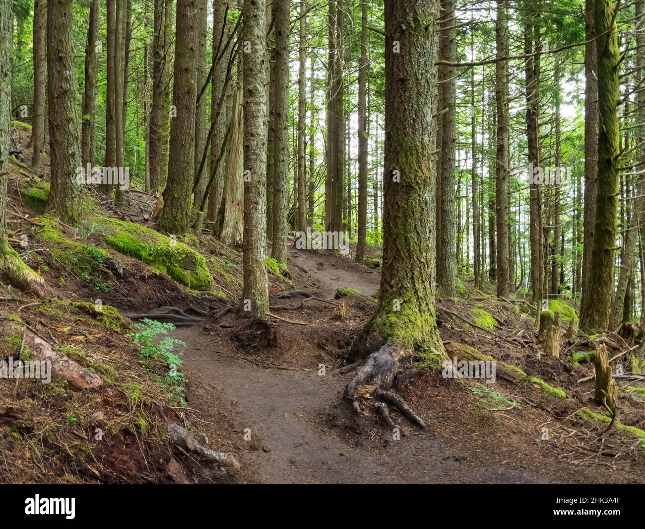 Washington State, Central Cascades, Dirty Harry's Peak Trail Stock ...