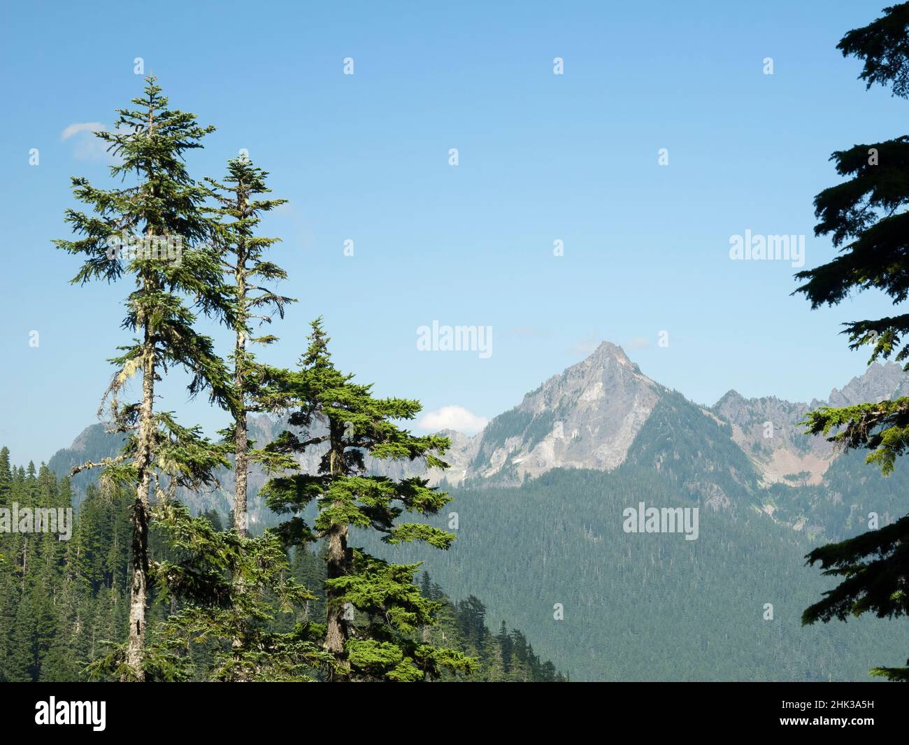 Washington State, Central Cascades, Fir trees and Pratt Mountain Stock ...