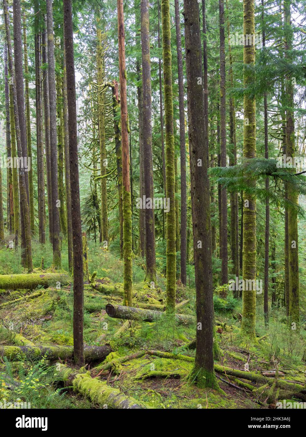 Washington State, Central Cascades, Pratt River Area, Fir trees Stock ...