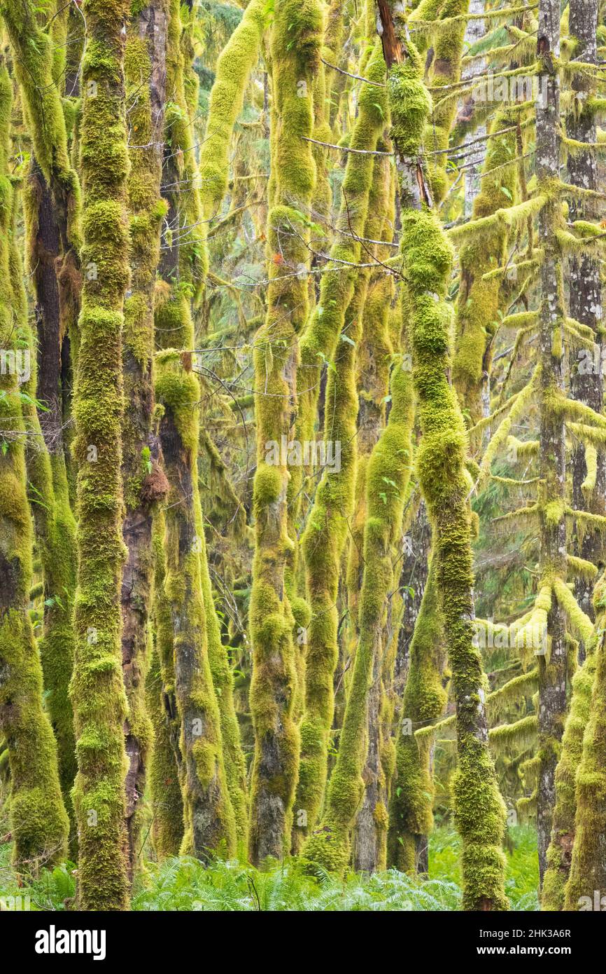 Washington State, Central Cascades, Moss covered Red Alder forest Stock ...