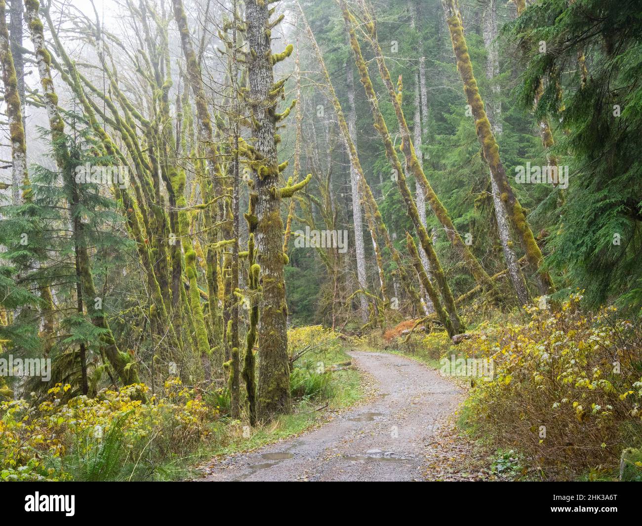 Washington State, Central Cascades, Forest Road 5620, Moss covered Red ...