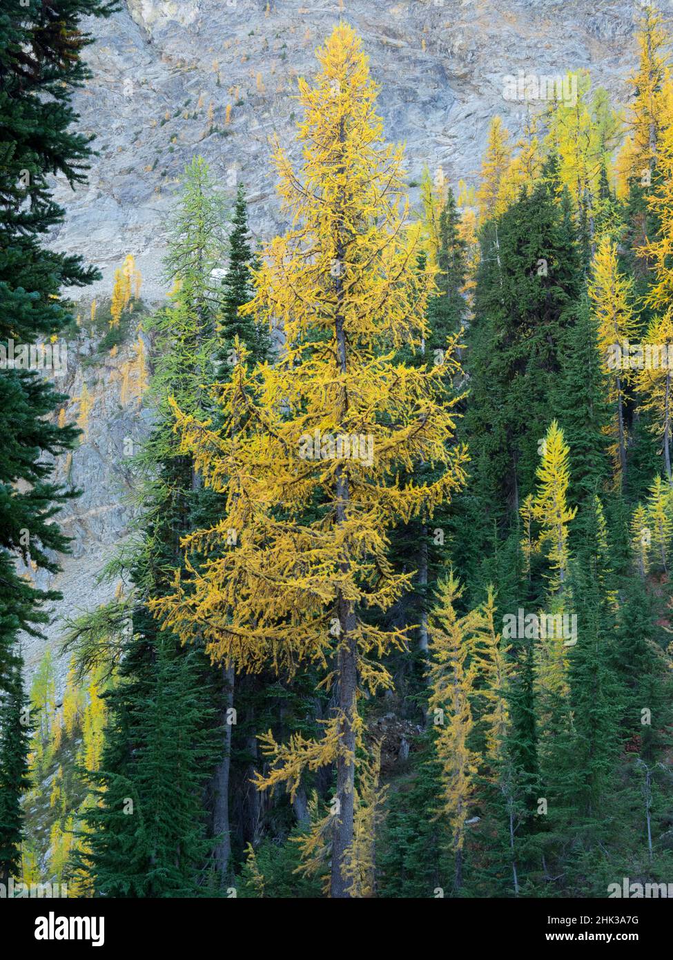Larch and fir trees hi-res stock photography and images - Alamy