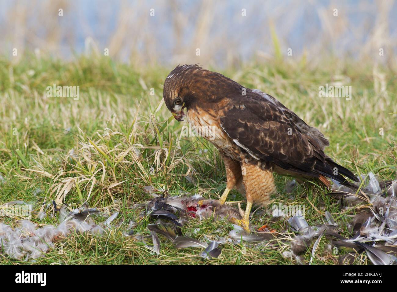 Red-tailed hawk with meal (mallard duck Stock Photo - Alamy
