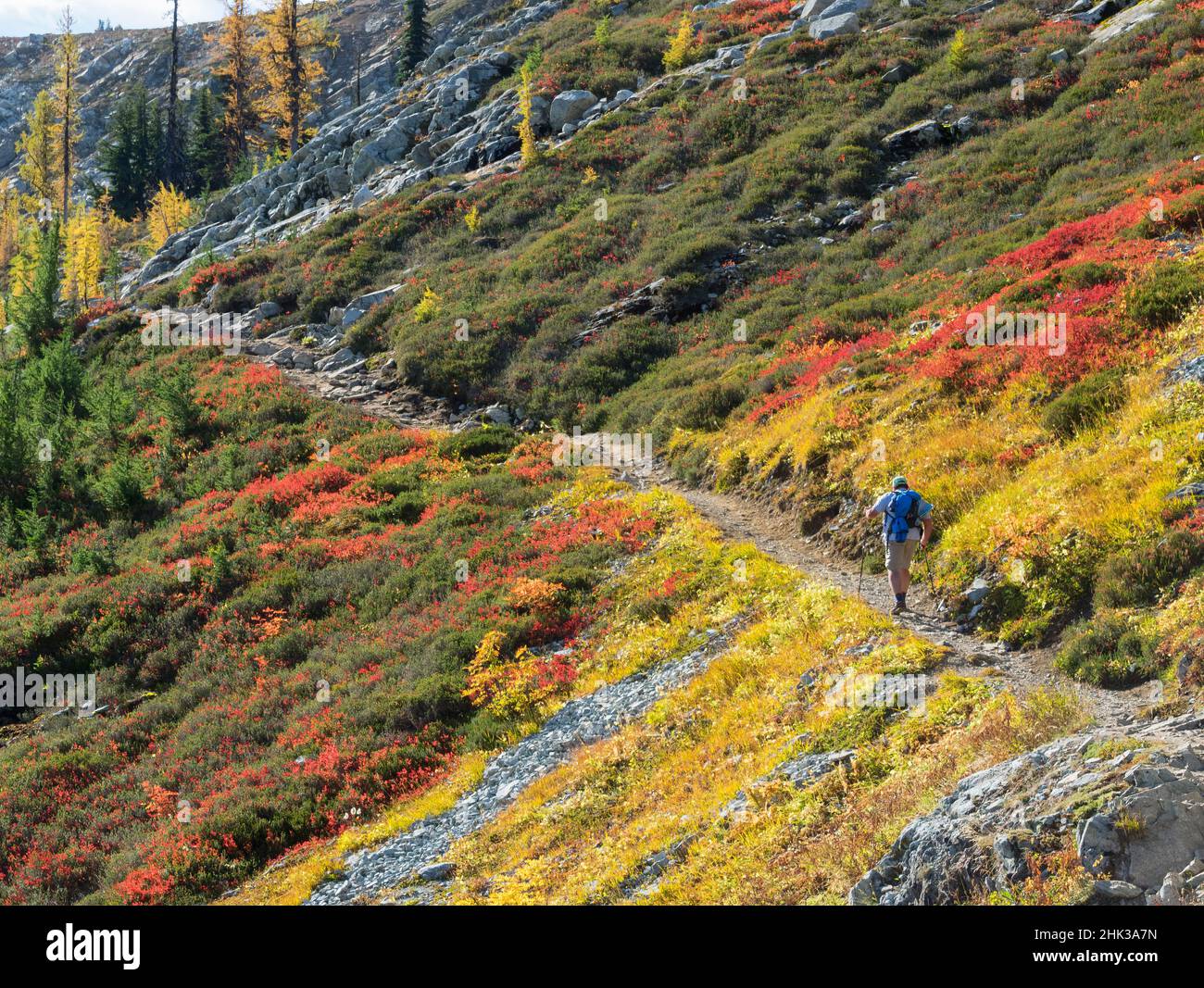 Washington State, North Cascades, Hiker on colorful Maple Pass trail ...