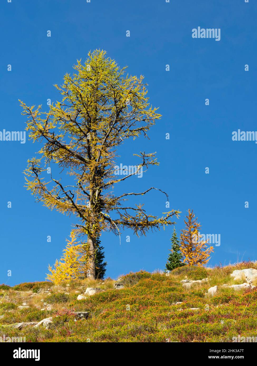 Washington State, North Cascades, Old Larch tree Stock Photo - Alamy