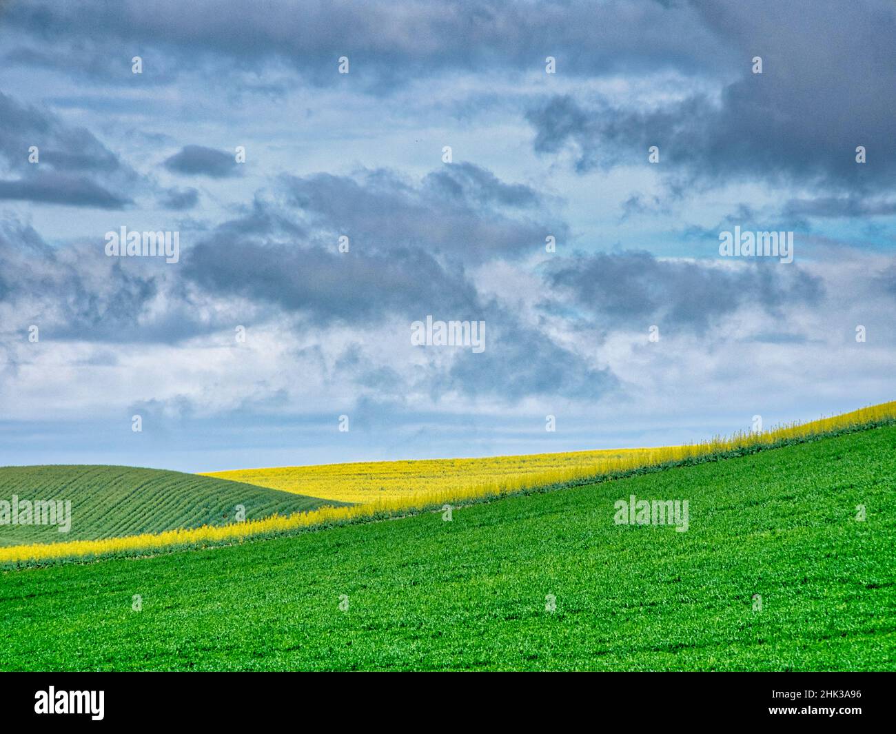 USA, Washington State, Palouse, Rolling hills of canola and wheat Stock ...