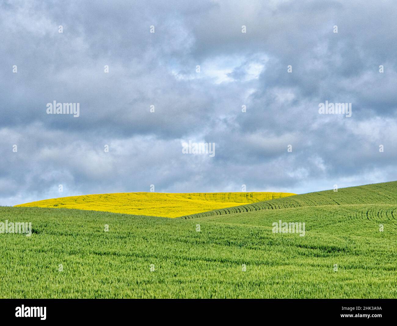 USA, Washington State, Palouse, Rolling hills of canola and wheat Stock ...