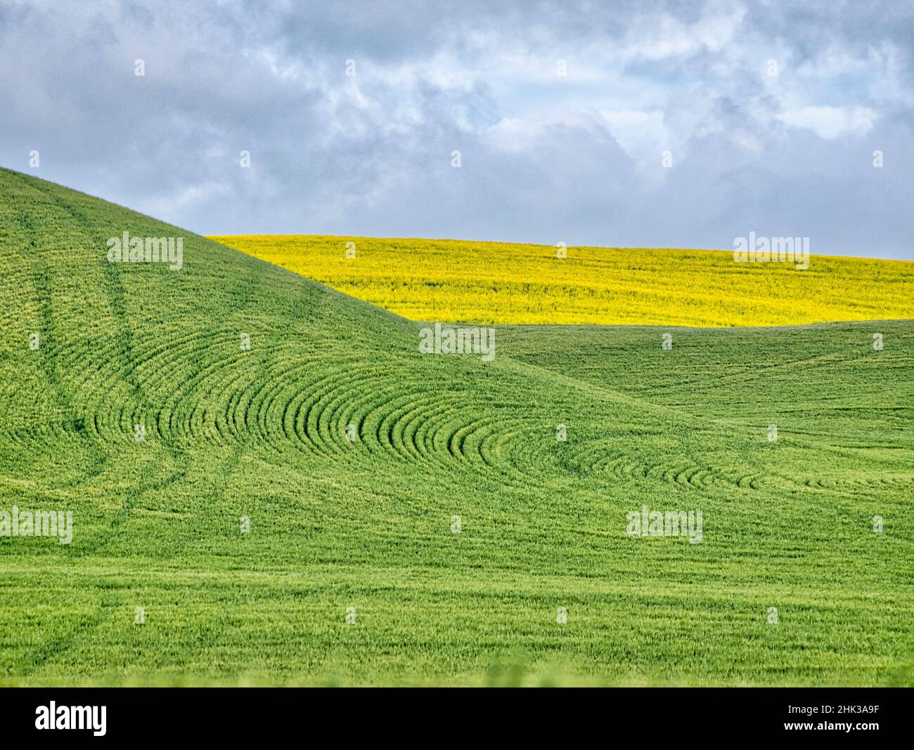 USA, Washington State, Palouse, Rolling hills of canola and wheat Stock ...